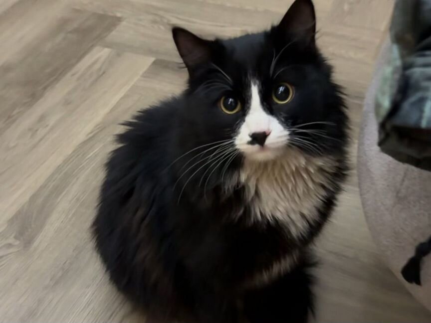Найден черный кот
