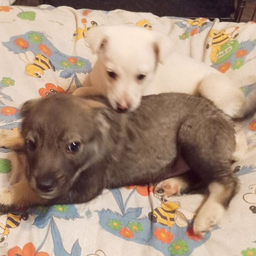 Щенки в самые добрые руки