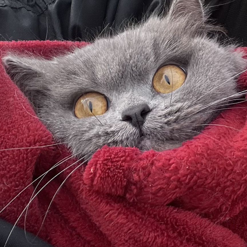 Кошка Шотландка в очень добрые руки