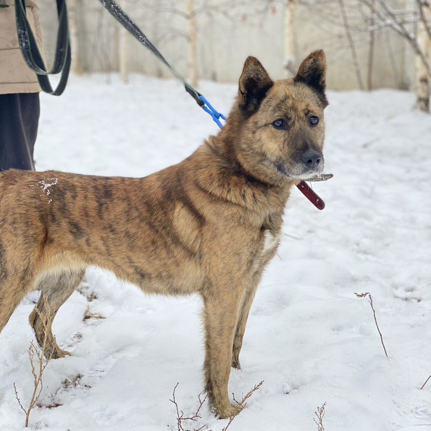 Прекрасная собака Лисма