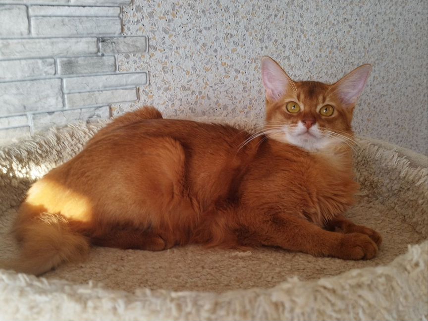 Девочка Сомали