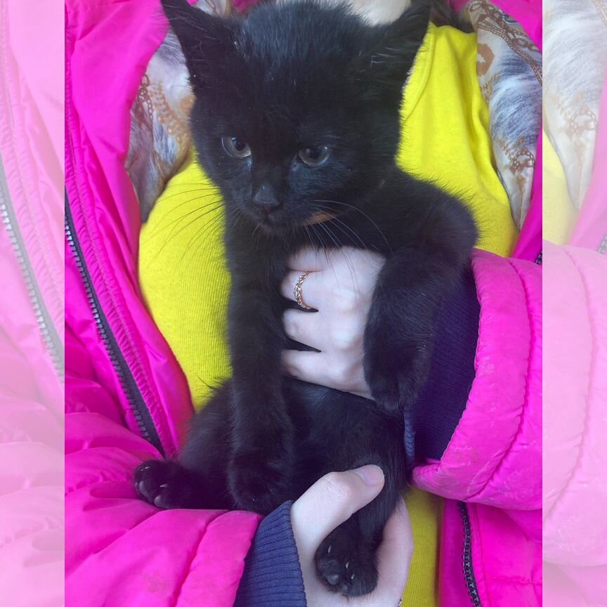 Котёнок в добрые руки