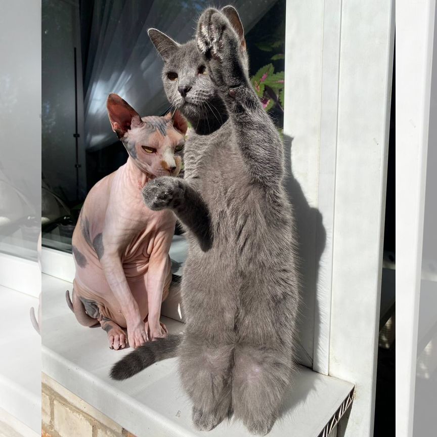 Кошечка для вязки