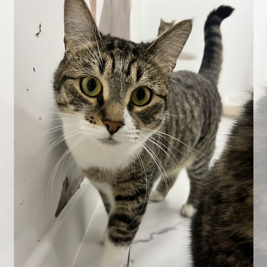 Европейский короткошёрстный котёнок