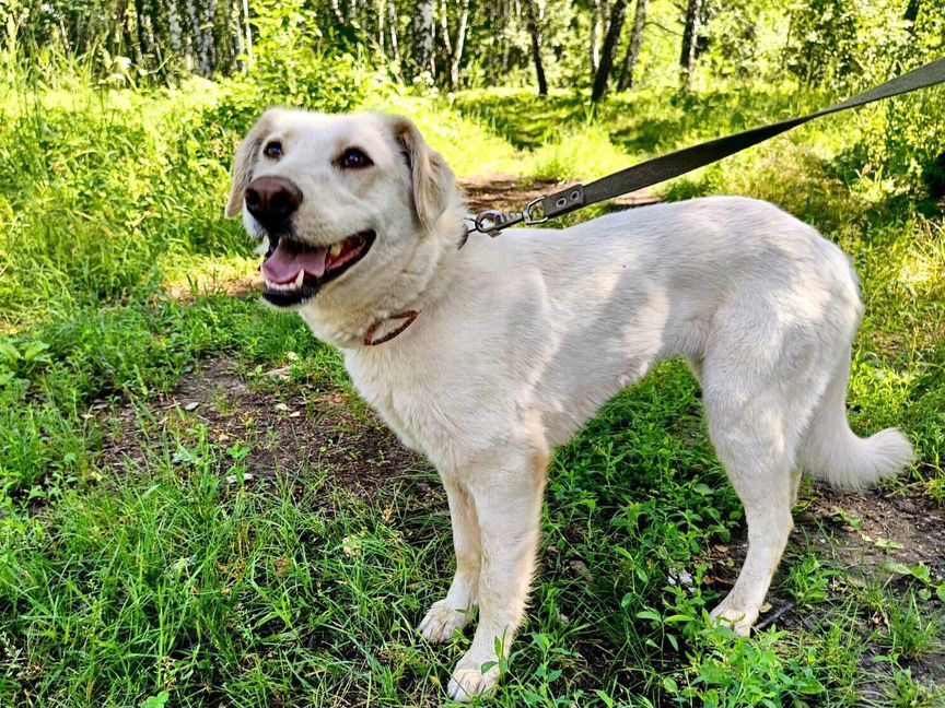 Прекрасная собака Беляна ищет дом