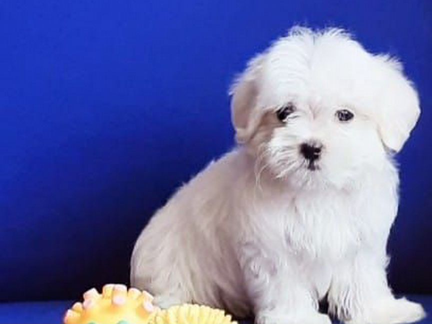 Щенки мальтийской болонки