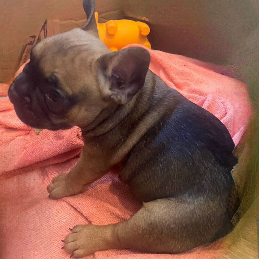 Французский бульдог, щенок