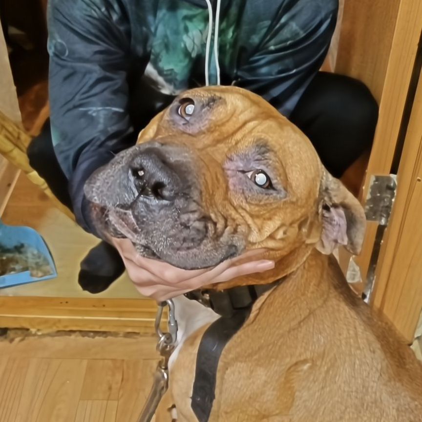 Стаффордширский бультерьер, взрослый пёс