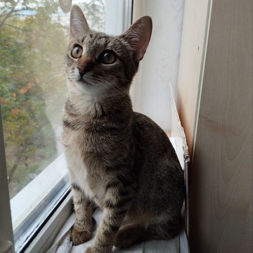 Котята в добрые руки бесплатно