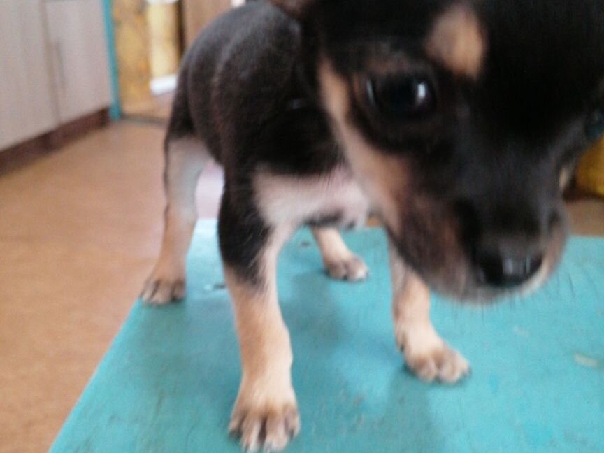 Маленькая собака той терьер