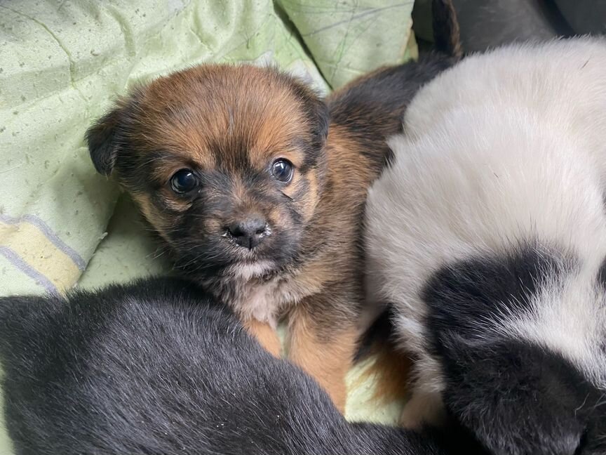 Мини девочка