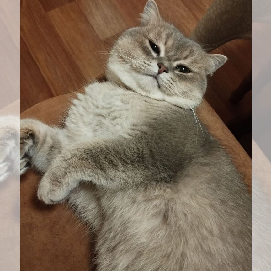 Британский котик