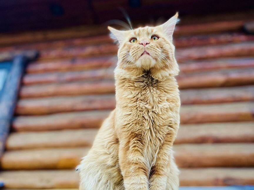 Кот мейн-кун вязка