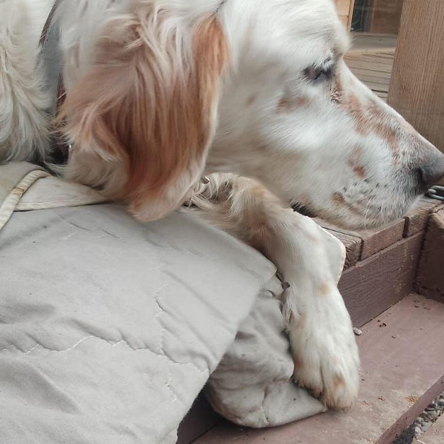 Породистые собаки в дар