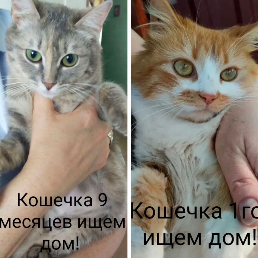 Кошки