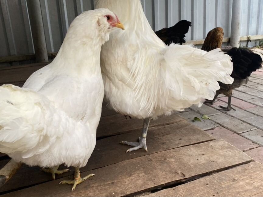 Петух + курочка Амераукан белые