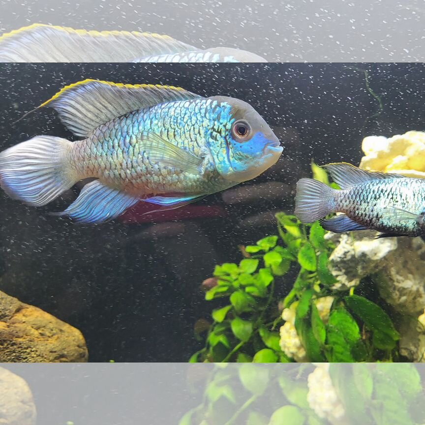 Наннакары блю неон, пара