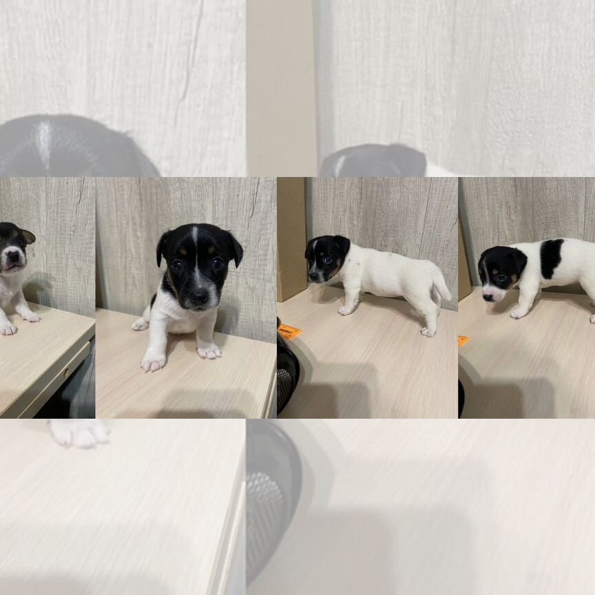 Джек-рассел-терьер, щенок