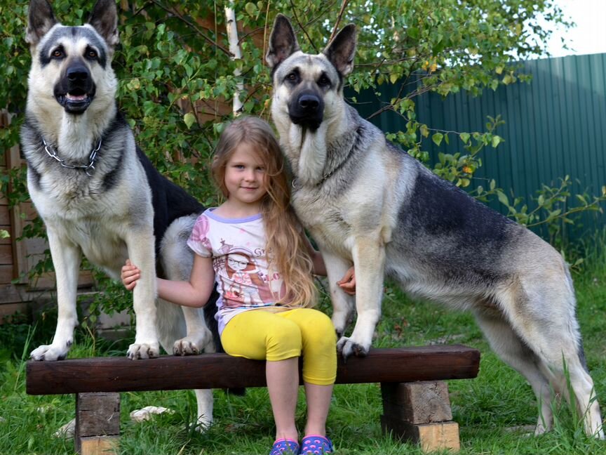 Шикарные щенки Восточноевропейской Овчарки