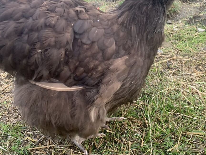 Породистые куры несушки