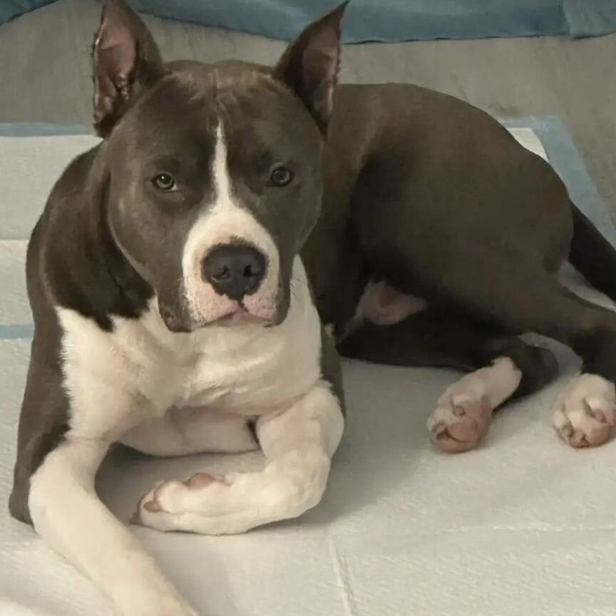 Американский стаффордширский терьер, щенок