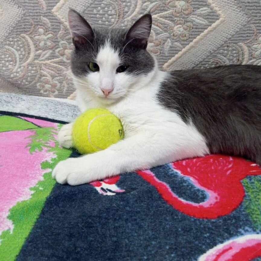 Ищу дом молодому коту