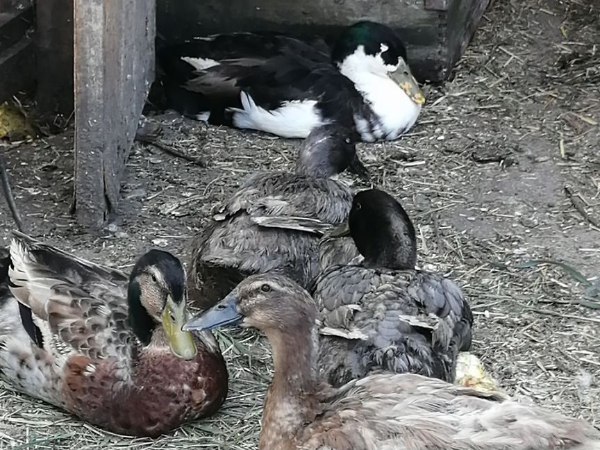 Утки башкирские