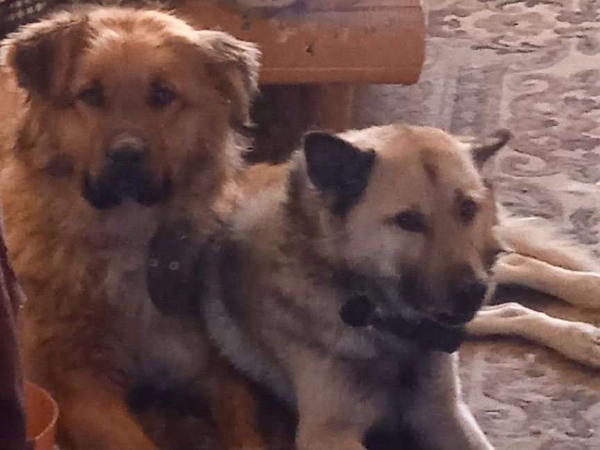 Собаки в добрые руки