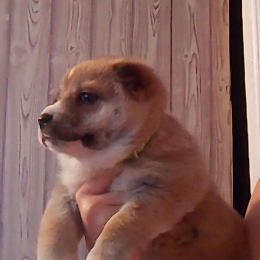 Щенок в добрые руки