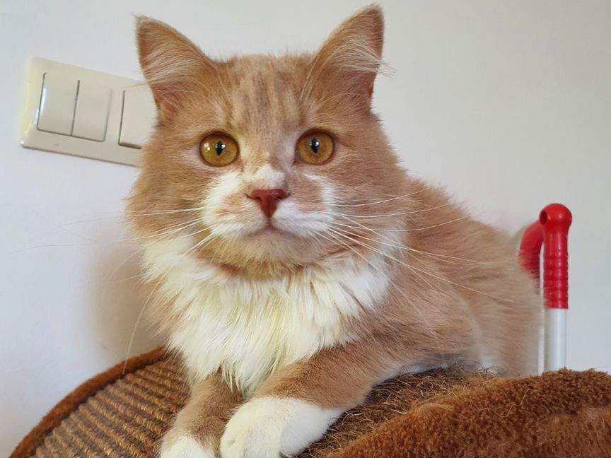 Котик в лучшие руки