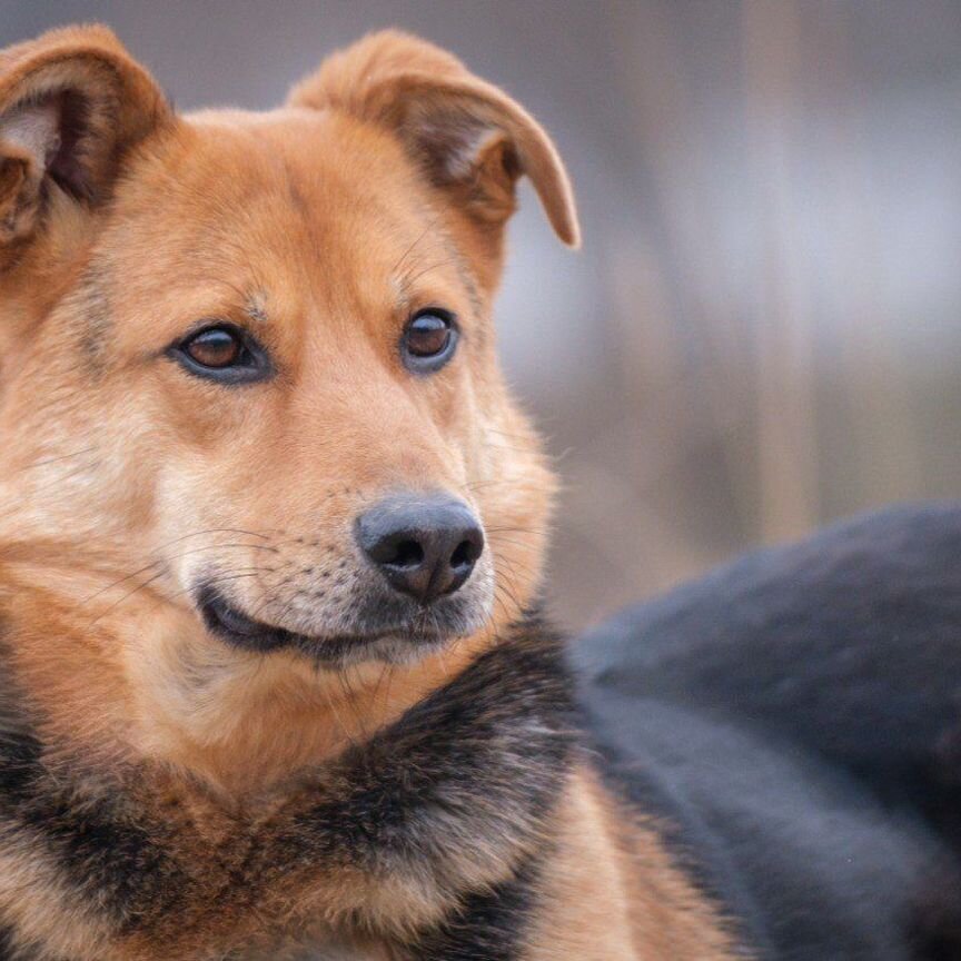 Невероятно ласковая Кира из приюта