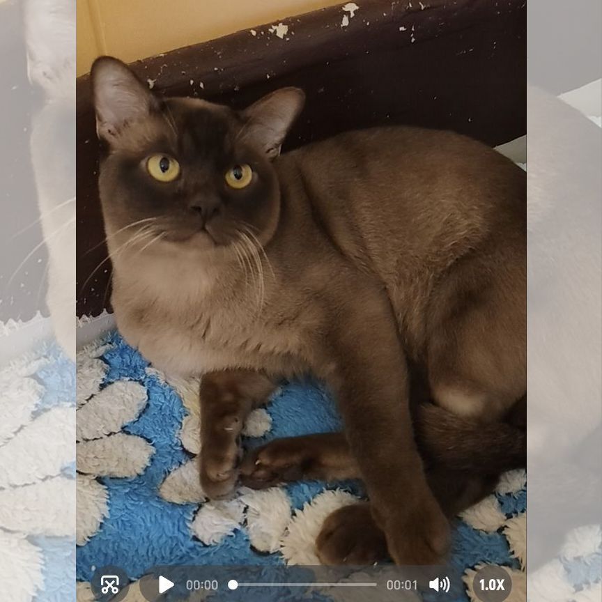 Европейский бурманский кот, взрослый