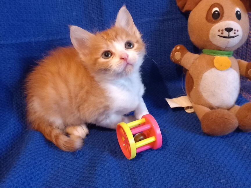 Котенок мальчик
