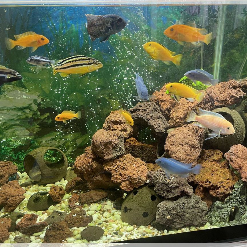 Аквариум с рыбками 200 литров