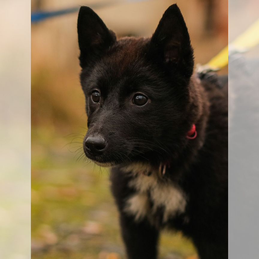 Щенок в добрые руки