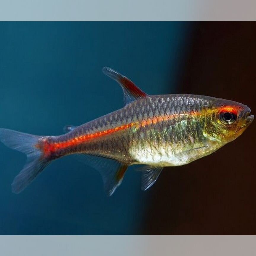 Аквариумные рыбки Эритрозонус