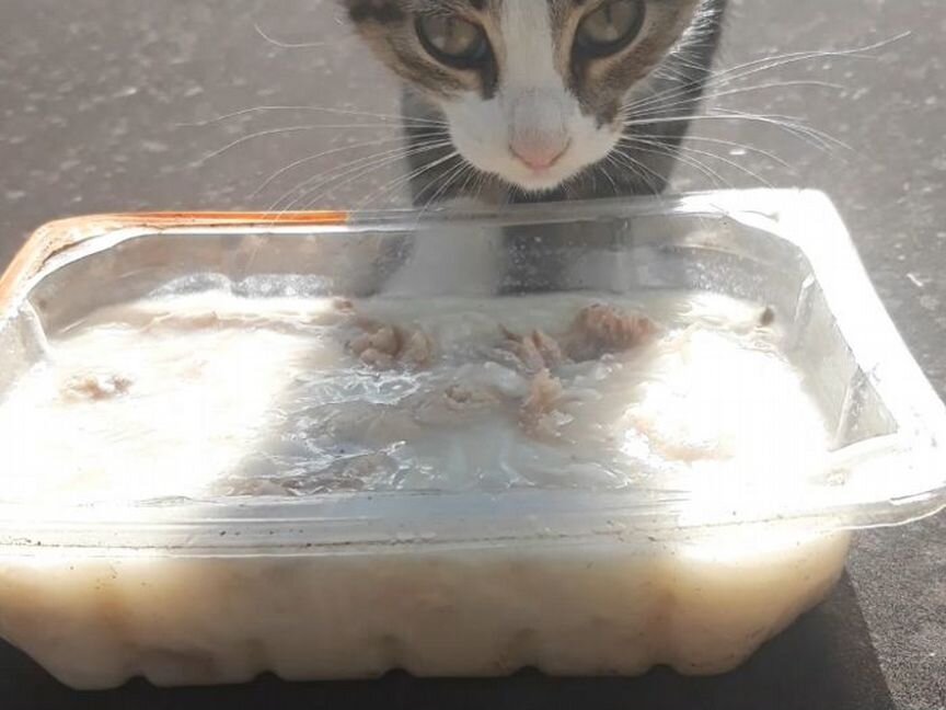 Разговорчивый котёнок