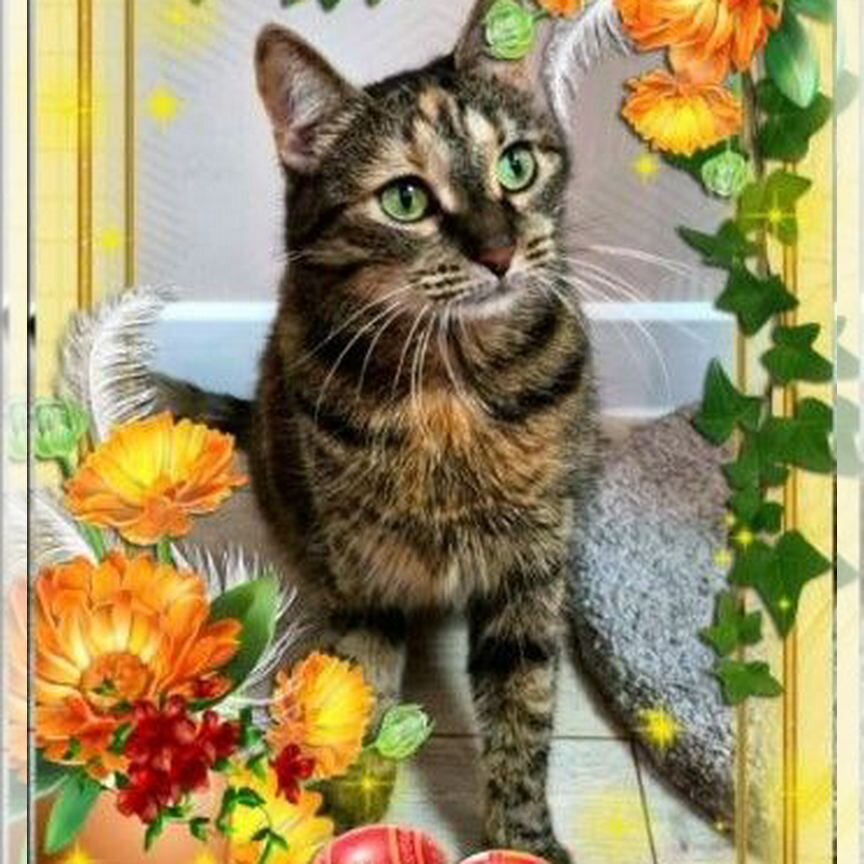 Взрослая, кошка в добрые руки