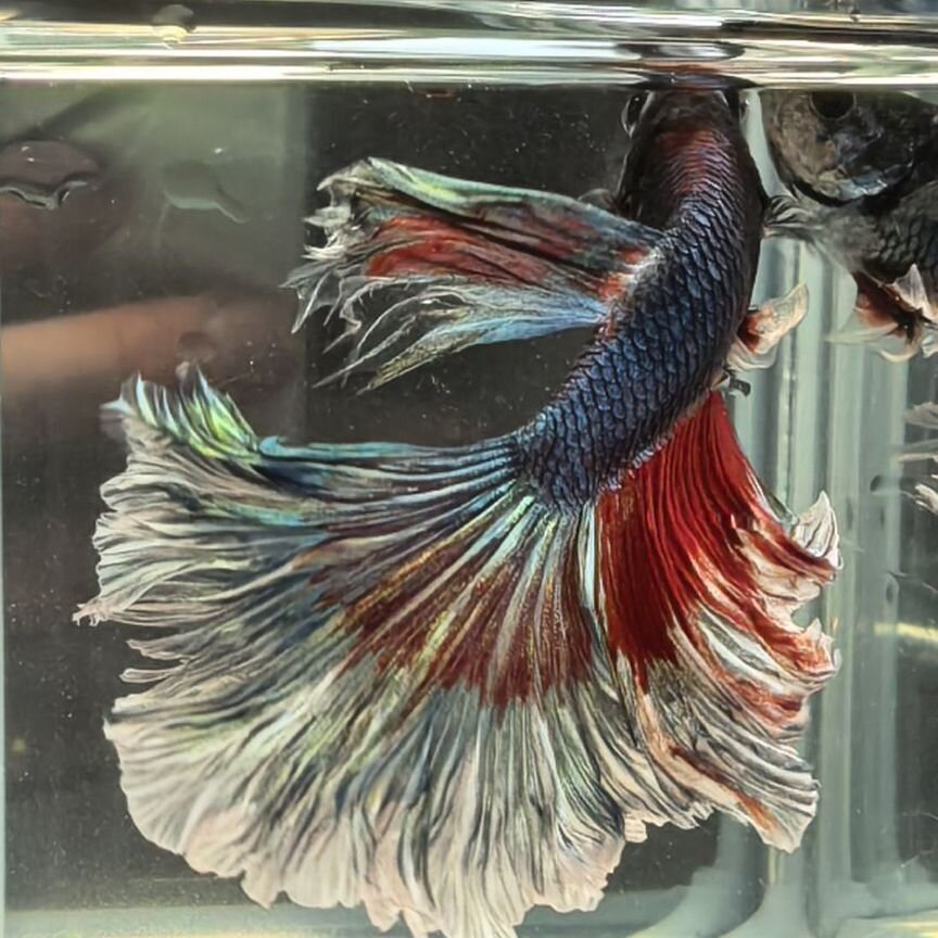 Бэттафиш / Петушок самец, свое разведение, ассорти