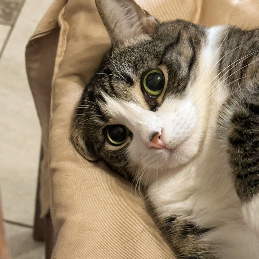 Кошечку в добрые руки