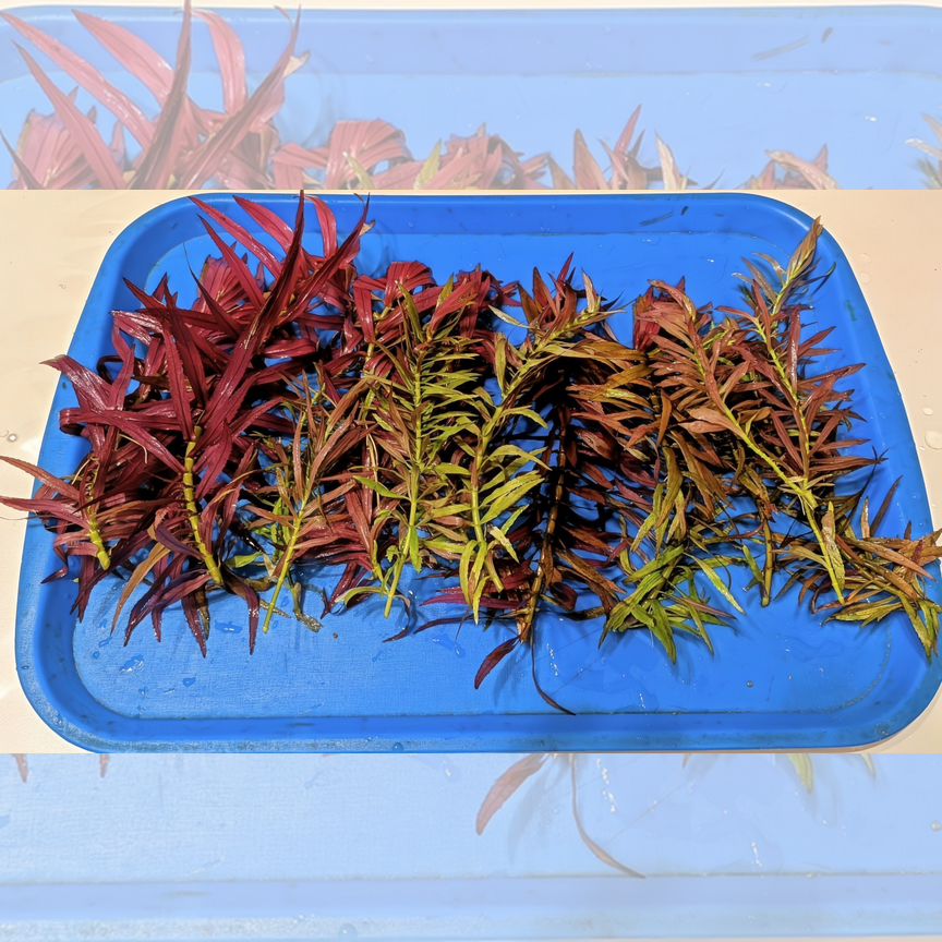 Аквариумные растения набором