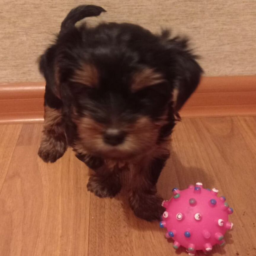 Йоркширский терьер, щенок