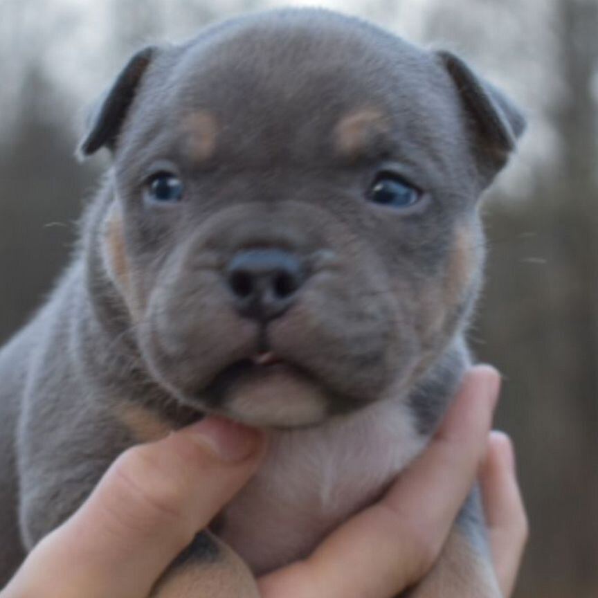 Американский булли, щенок