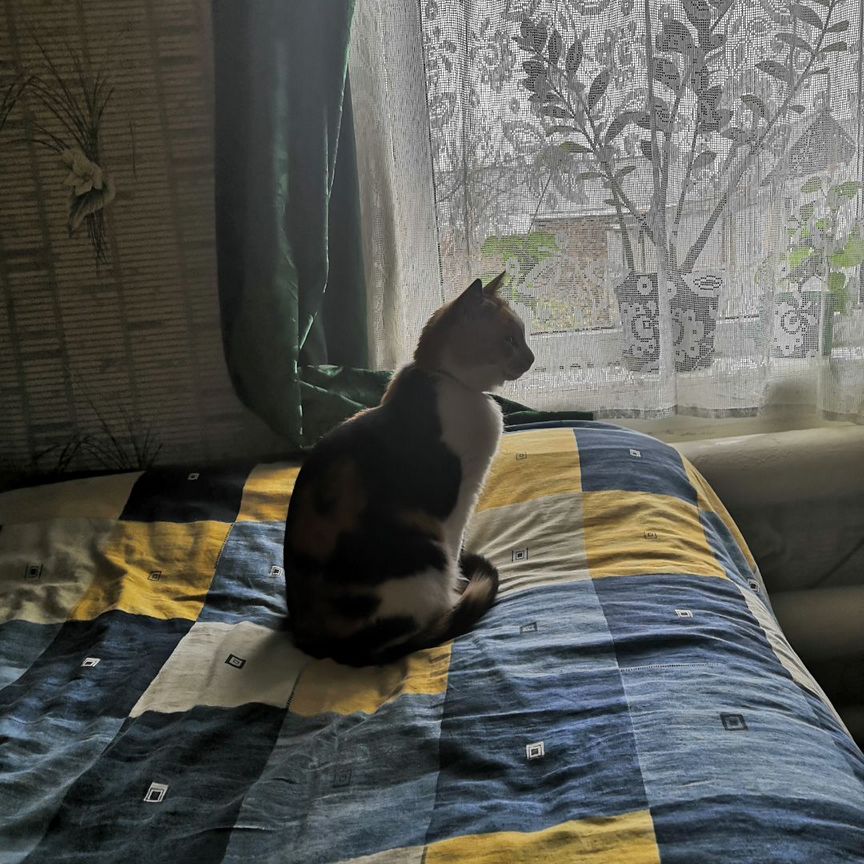 Кошечка богатка