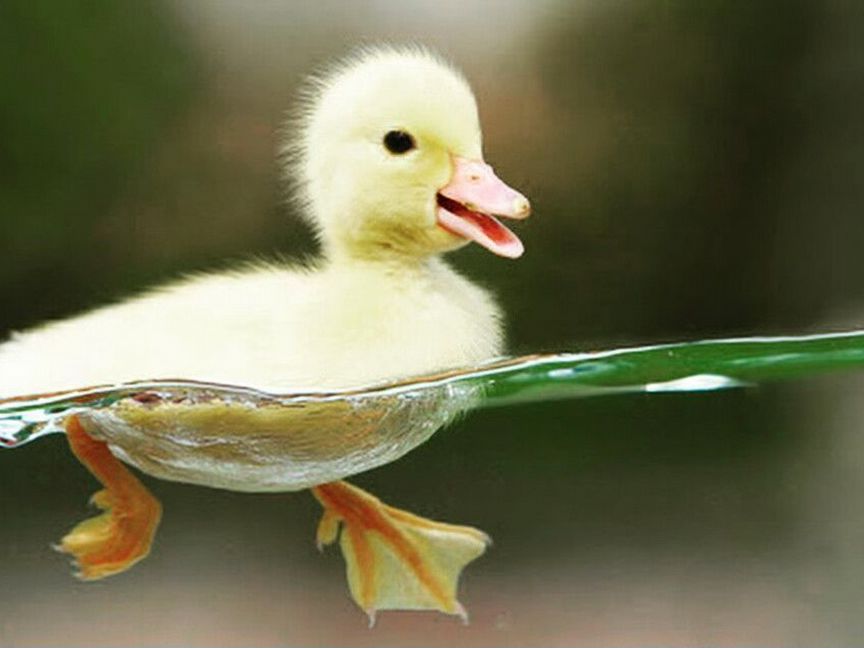 Утята 2,5 мес