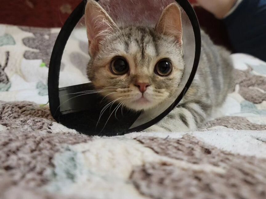 Шотландская кошка бесплатно