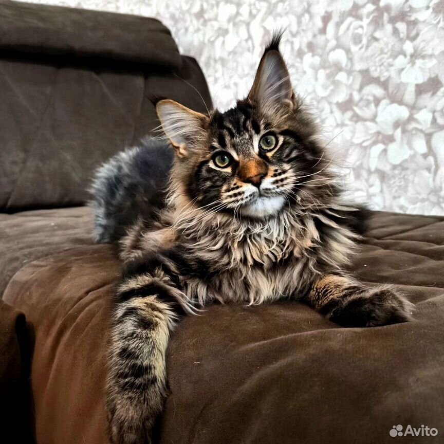 Котята мейн-кун с родословной