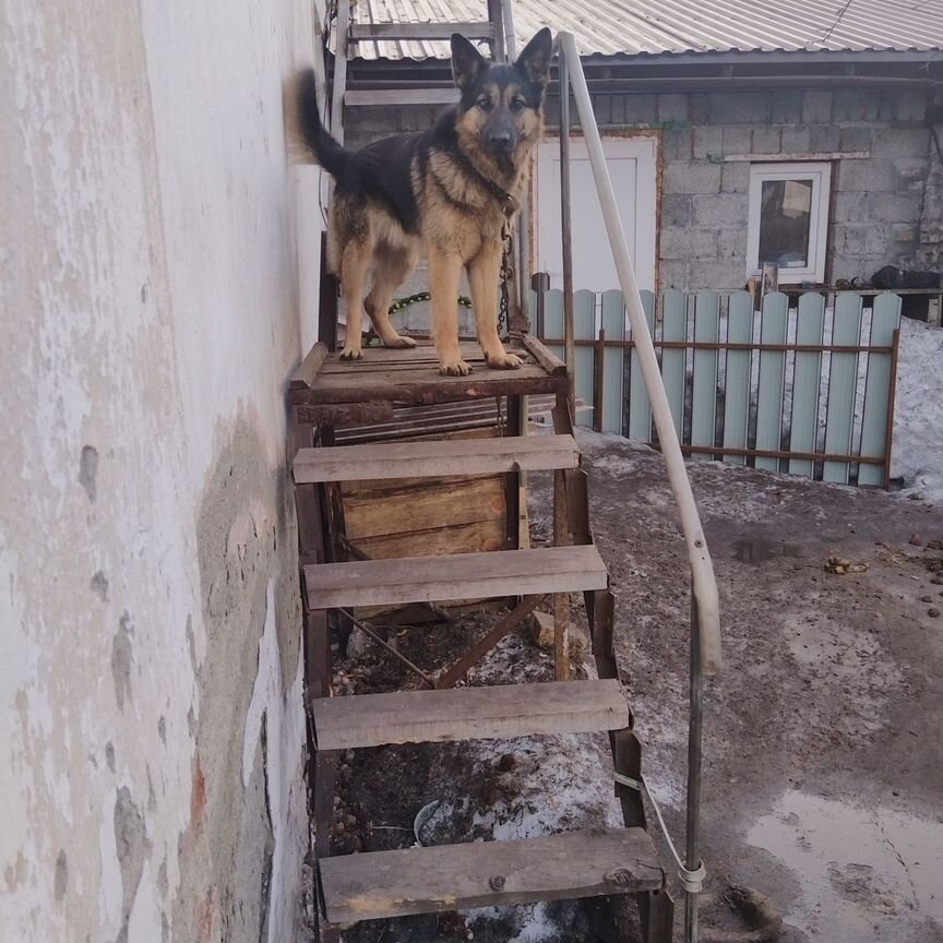 Отдам в добрые руки собаку мальчика