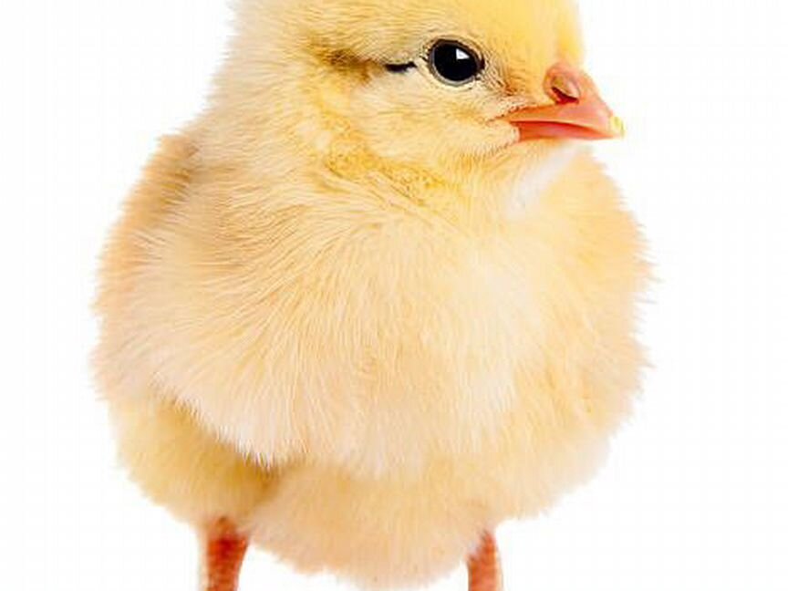 Цыплята бройлеры подрощенные