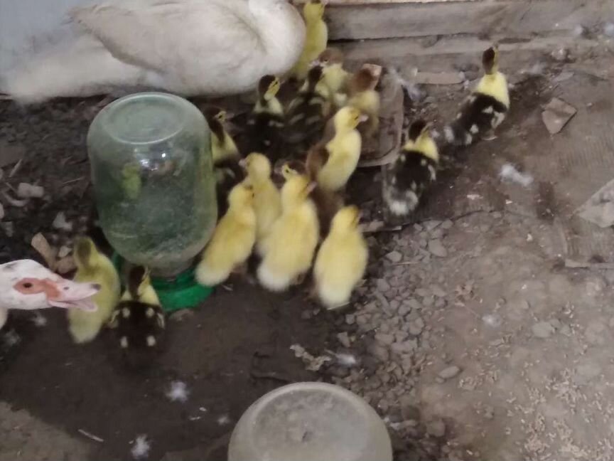 Утка с утятами